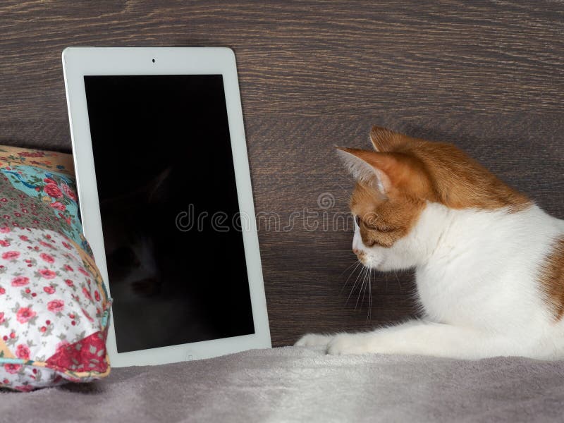Cat with Tablet Computer on the Bed Stock Image - Image of design ...