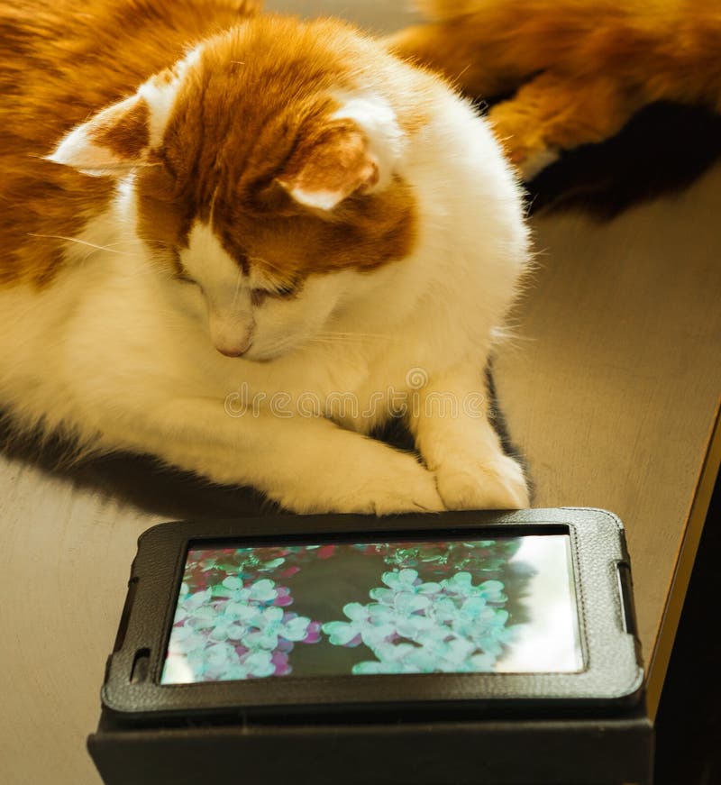 Cat with tablet stock photo. Image of display, computer - 54683818