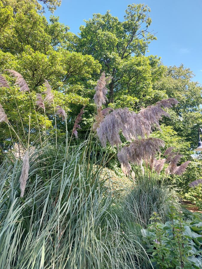 Cat Tail Bush Endinburgh Botanical Garden Stock Image - Image of flower ...