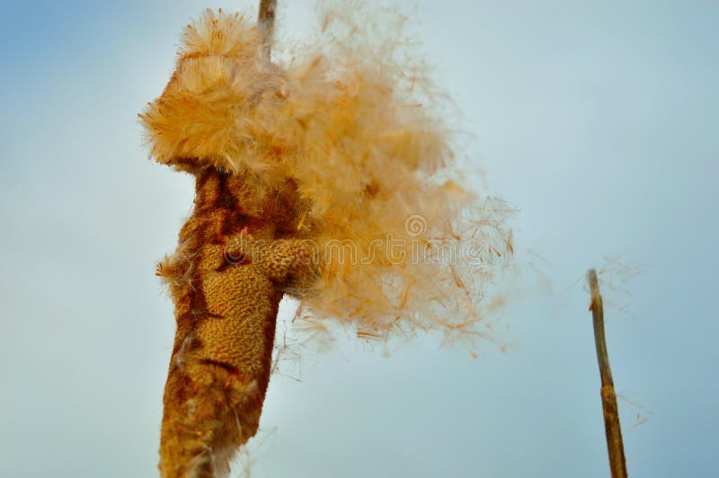 Exploding Cattail in a Marsh Stock Photo - Image of minnesota, flower ...