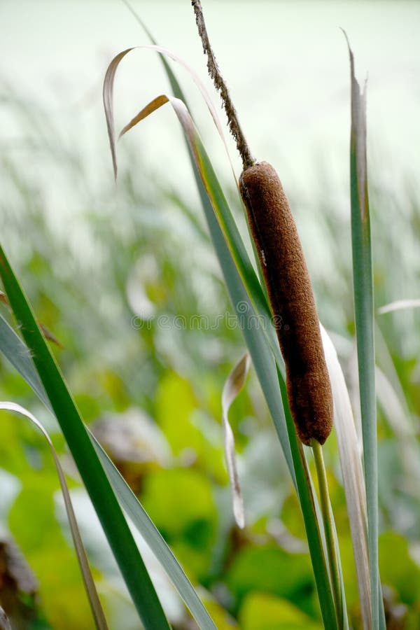 Cat tail stock photo. Image of stems, fuzzy, leaves, tail - 58444702