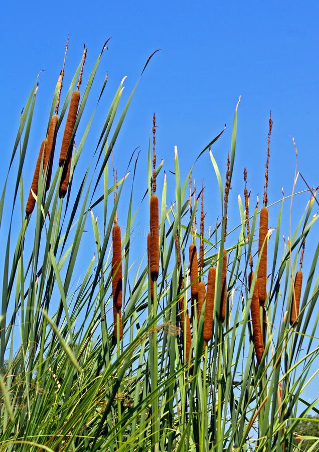 Cat tails stock photo. Image of camping, plants, nature - 10315100