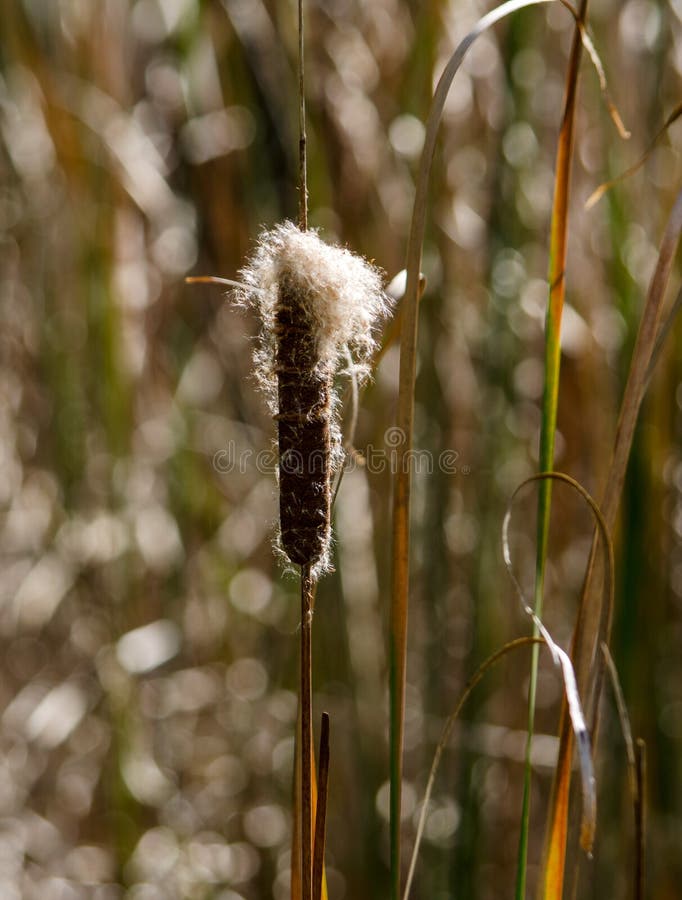 Cat tails and bokeh stock photo. Image of nature, stem - 36453152