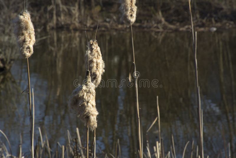 Cat Tails Exploding in the Spring Stock Image - Image of tails, left ...