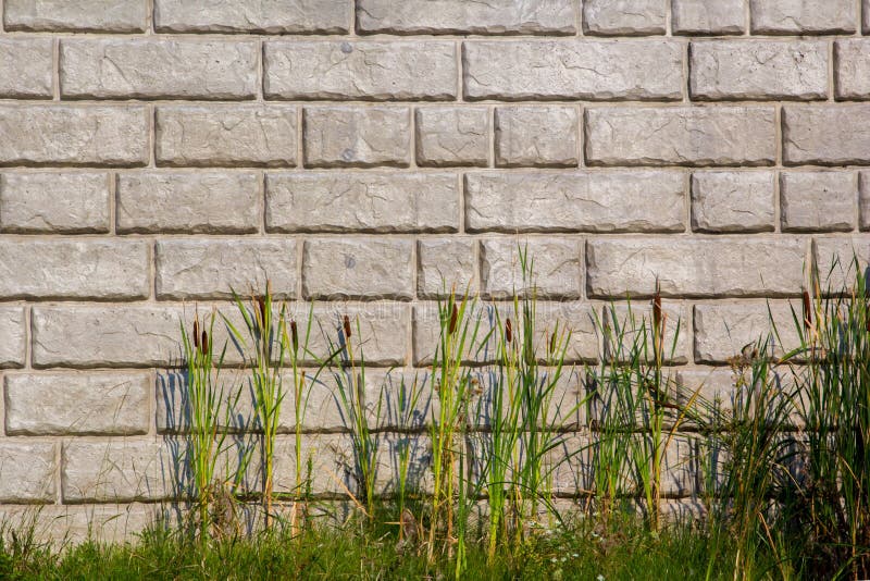 Cat Tails in Front of Brick Retaining Wall Stock Photo - Image of brick ...