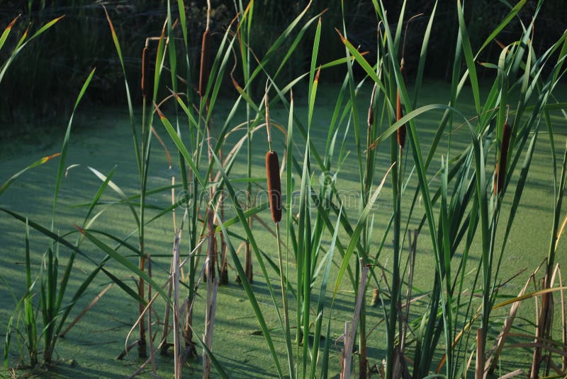 Cat tails in swamp stock photo. Image of growing, plant - 6191392