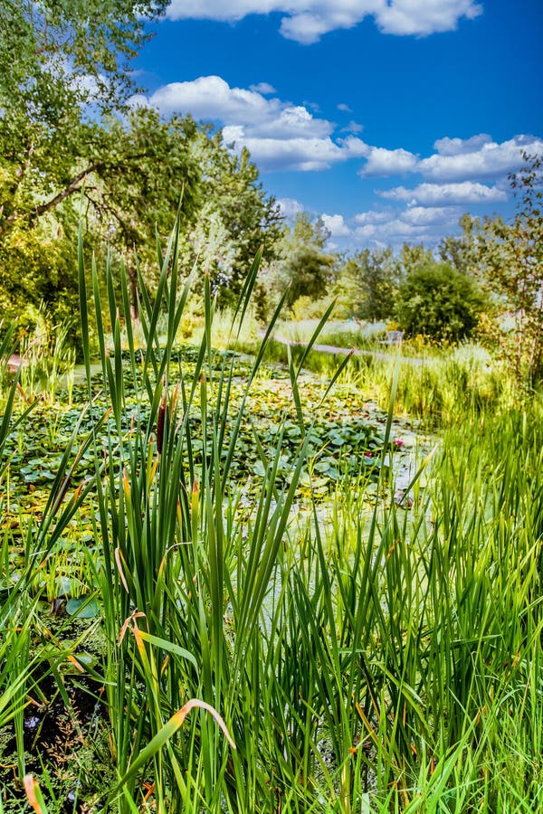 Cattails and grasses. stock photo. Image of outdoors, north - 3188022