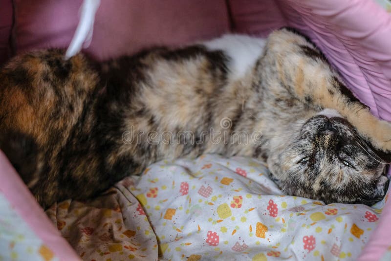 Cat take a nap stock photo. Image of small, funny, wildlife - 131211398