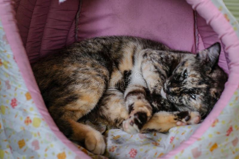 Cat take a nap stock photo. Image of sleep, rest, eyes - 131211410