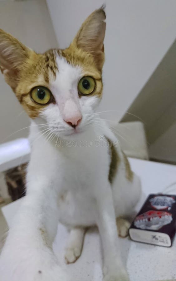 Cat take picture self editorial photo. Image of skin - 181640931