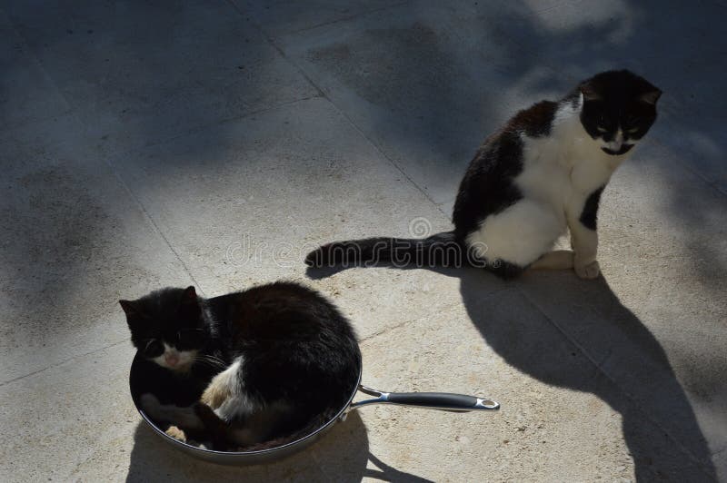 A cat take a rest outside stock photo. Image of animal - 160895926