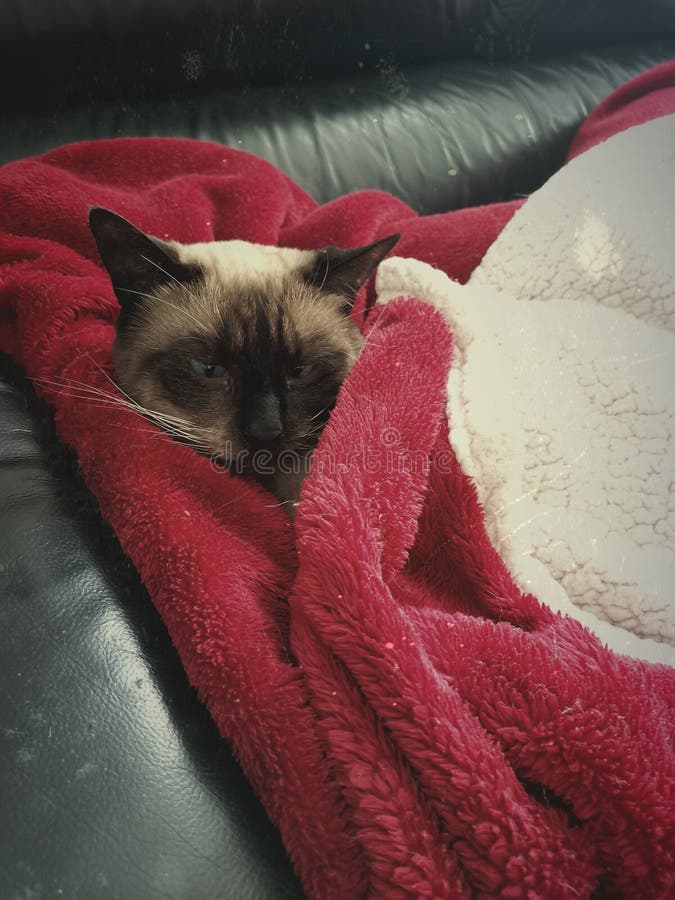 Cat takes a nap stock image. Image of rouge, chat, sieste - 274664785