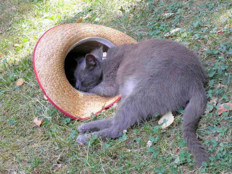 112,599 Cat Rest Stock Photos - Free & Royalty-Free Stock Photos from ...