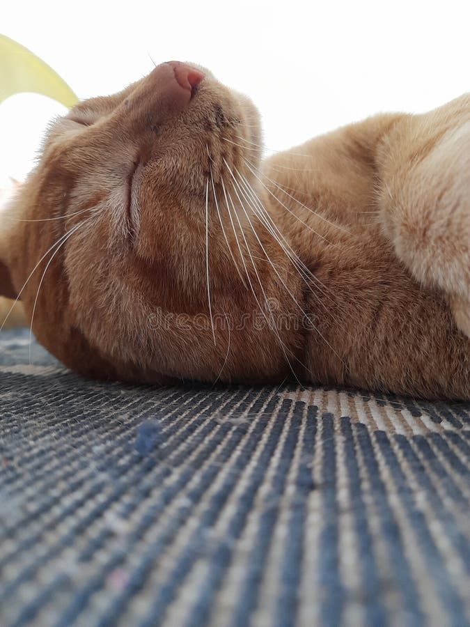 Cat is taking a nap stock photo. Image of oyen, taking - 251377136