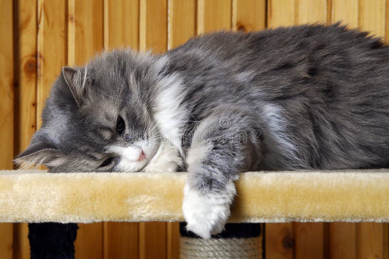 Cat taking a nap stock photo. Image of adorable, living - 7217482
