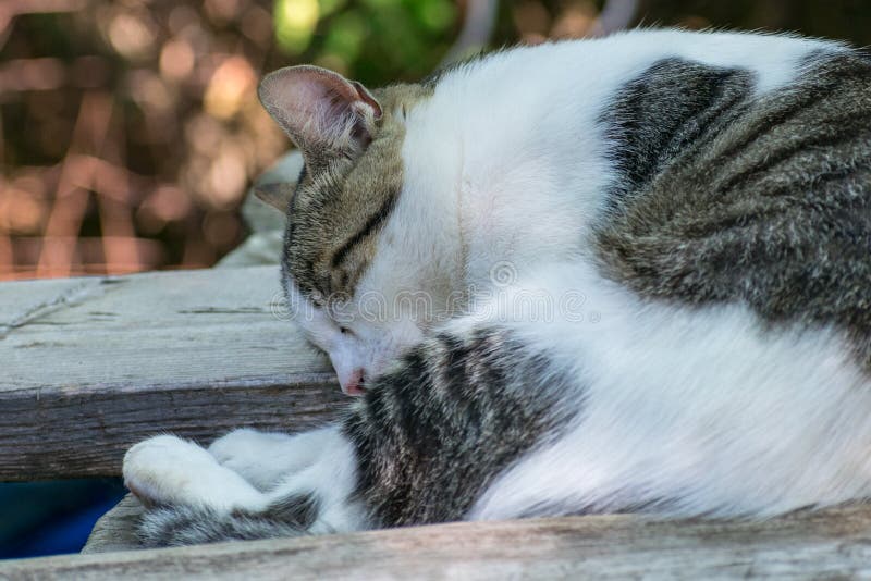 Cat Taking a Nap between 2 Boards Stock Photo - Image of grey, black ...