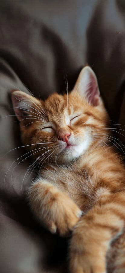 Cat is Taking a Nap. Cute Cat Kitten Sleeping Stock Illustration ...