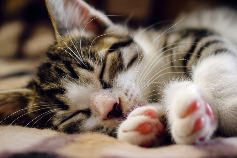 Cat is Taking a Nap. Cute Cat Kitten Sleeping Stock Illustration ...