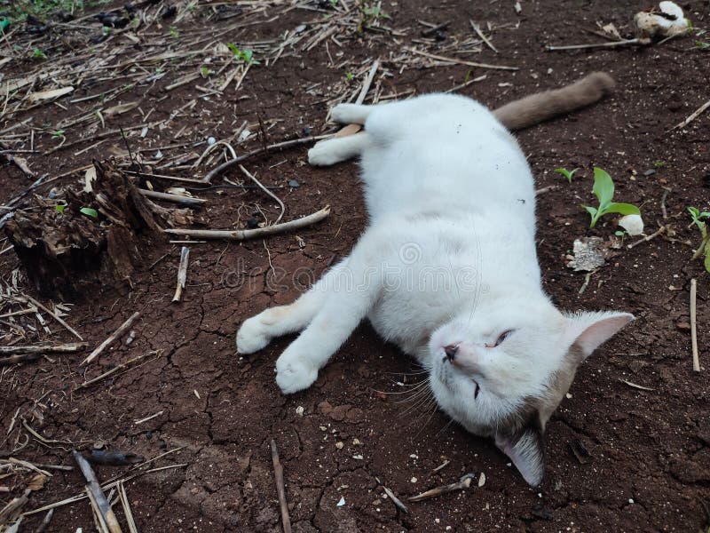 Cat Taking a Nap on Dry Land Stock Photo - Image of taking, land: 355445848