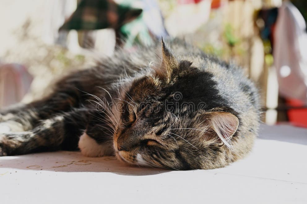 Cat Taking a Nap while Under the Sun Stock Image - Image of wildcat ...