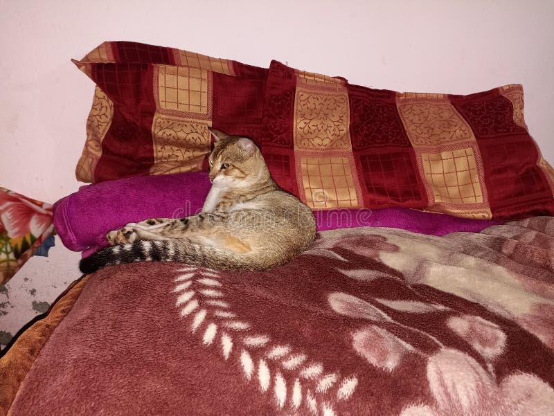 Cat is taking rest stock image. Image of kitten, floor - 334477277