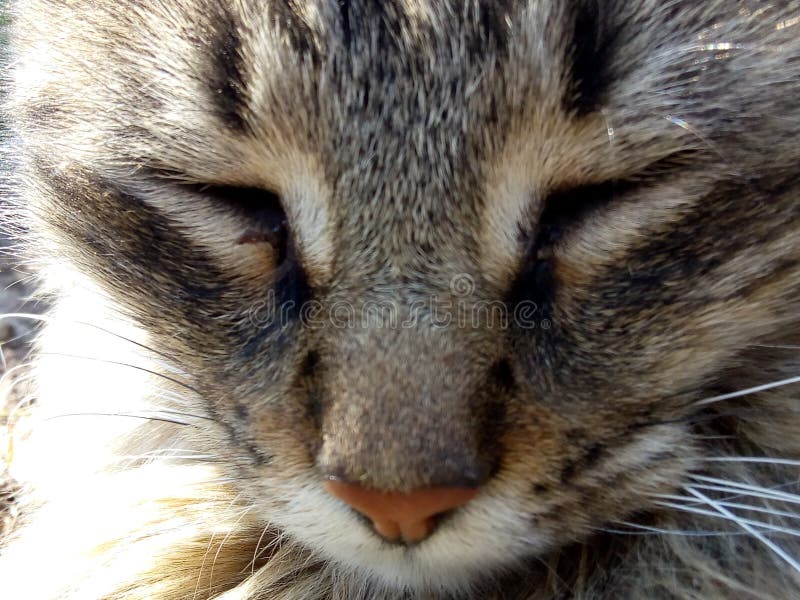 Cat taking a rest stock photo. Image of wildlife, wildcat - 193870076