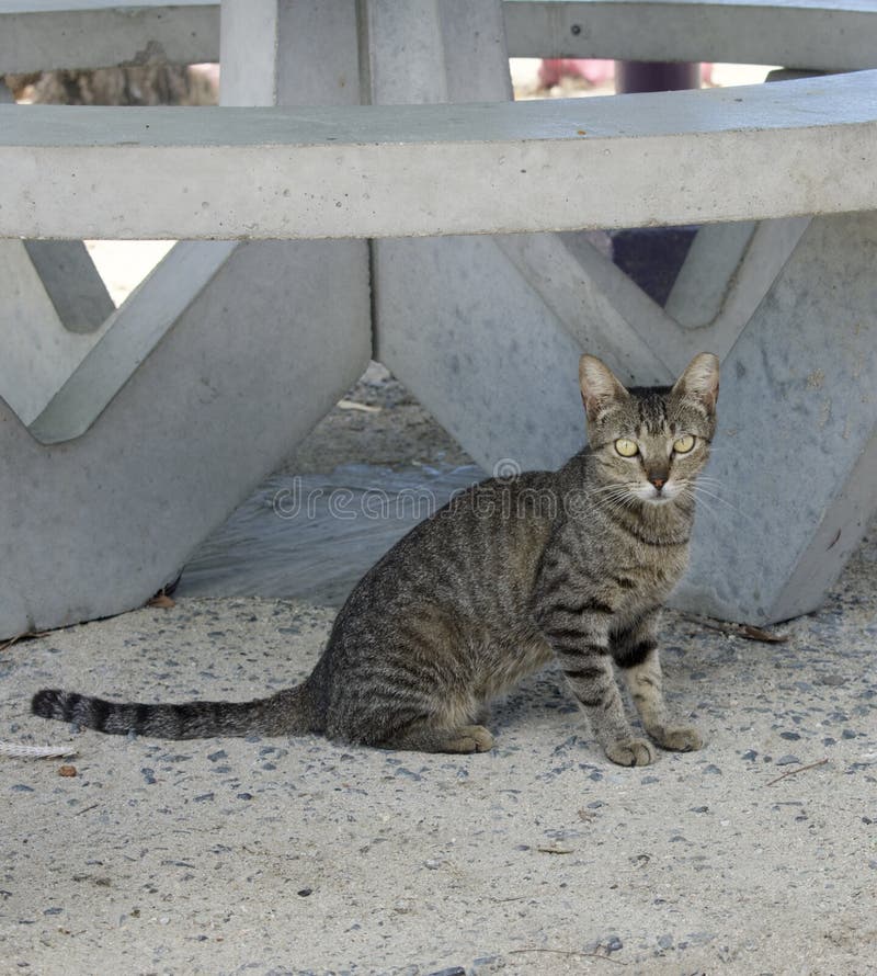 A Cat stock photo. Image of shade, concrete, bench, taking - 249710116
