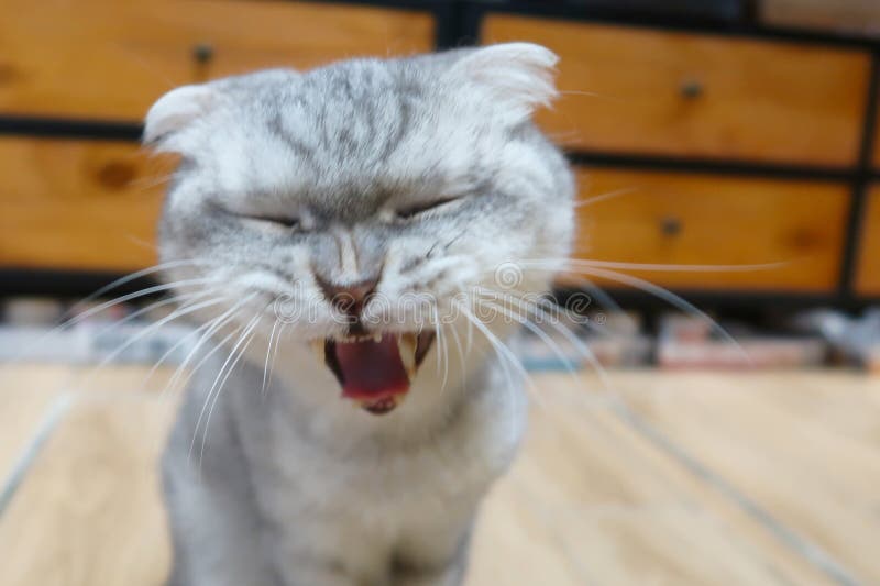 The Cat is Talking. the Grey Cat is Sitting on the Floor and Says Meow ...