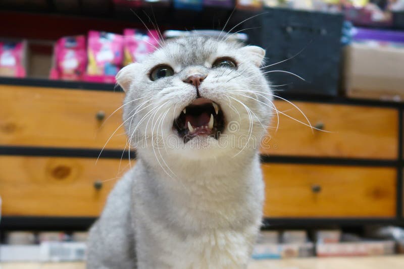 The Cat is Talking. the Grey Cat is Sitting on the Floor and Says Meow ...