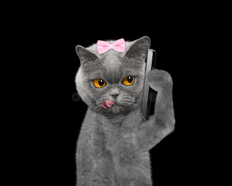 Cat is Talking Over the Mobile -- on Black Stock Photo - Image of ...
