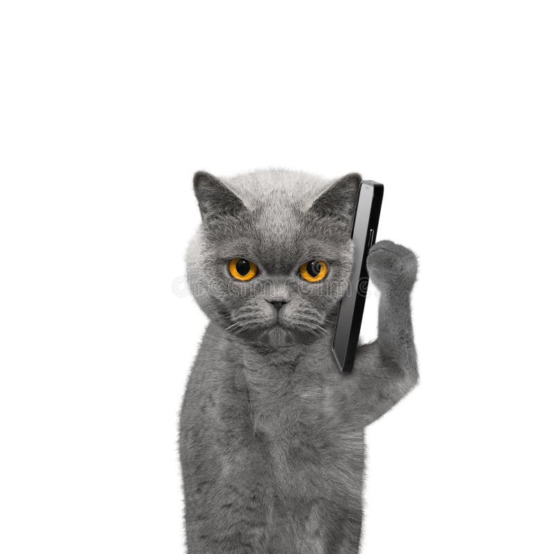 Kitten with mobile phone stock photo. Image of cute, coat - 2736092