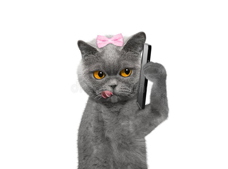 Cat is Talking Over the Mobile -- on White Stock Image - Image of ...