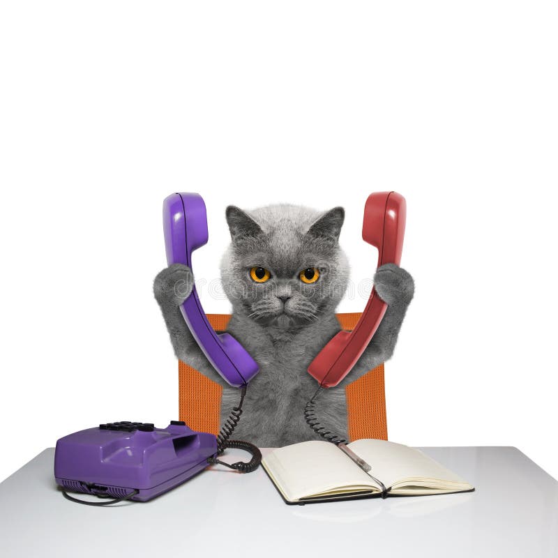 Talking Cat Stock Photos - Download 684 Royalty Free Photos