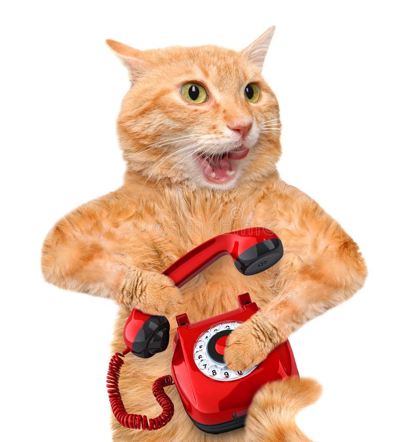 Cat talking on the phone. stock photo. Image of center - 55231540