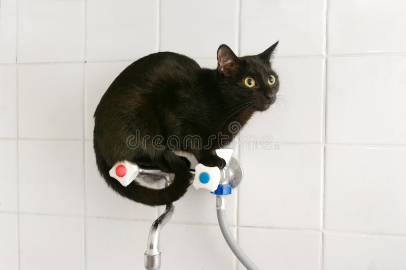 Cat on a tap stock image. Image of black, home, faucet - 17592119