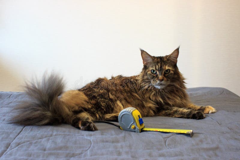 A Cat with a Tape Measure, Lying on the Sofa. Repair with Assistant ...