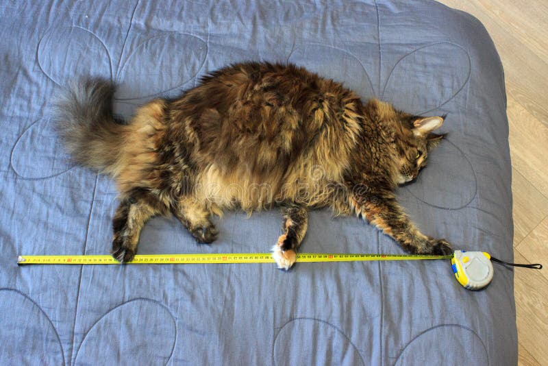 131 Cat Tape Measure Stock Photos - Free & Royalty-Free Stock Photos ...