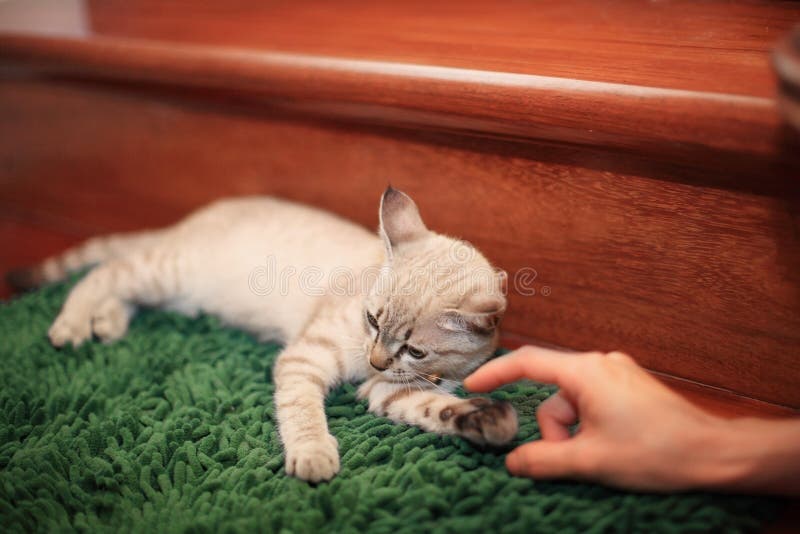 Teasted Stock Photos - Free & Royalty-Free Stock Photos from Dreamstime