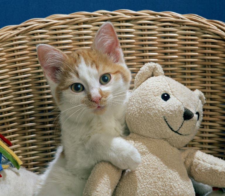 Cat with teddy bear stock photo. Image of beautiful, kitty - 5066978
