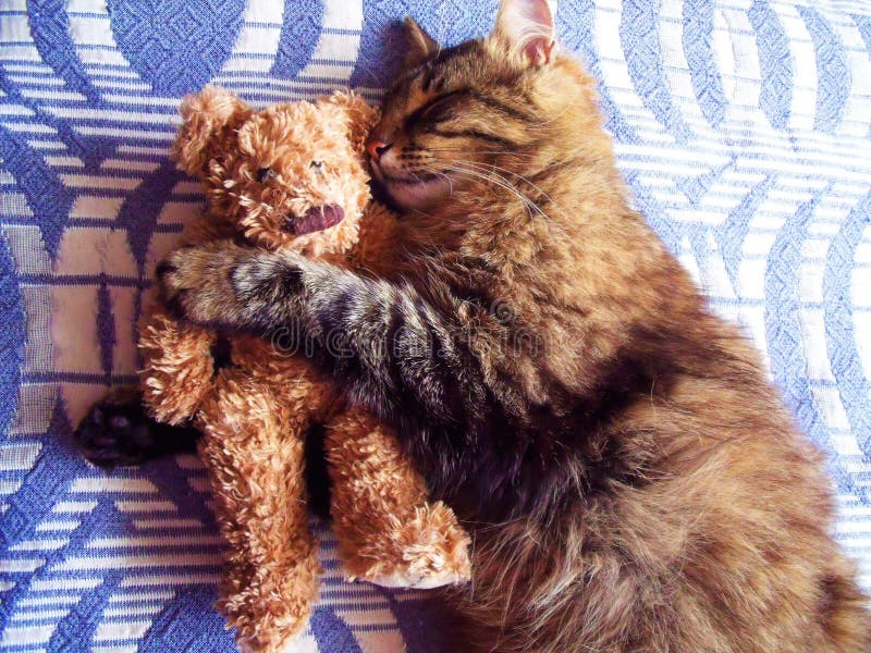 Cat and teddy stock image. Image of love, teddy, sofa - 196983629