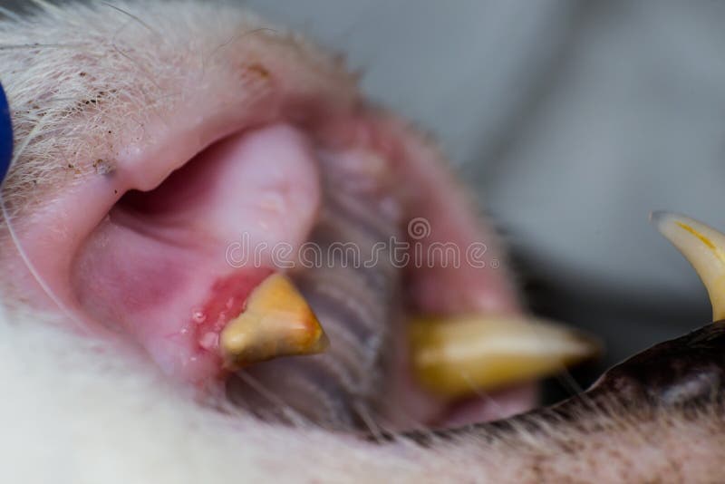 Cat Teeth with Bacterial Plaque Close-up Photo Stock Image - Image of ...