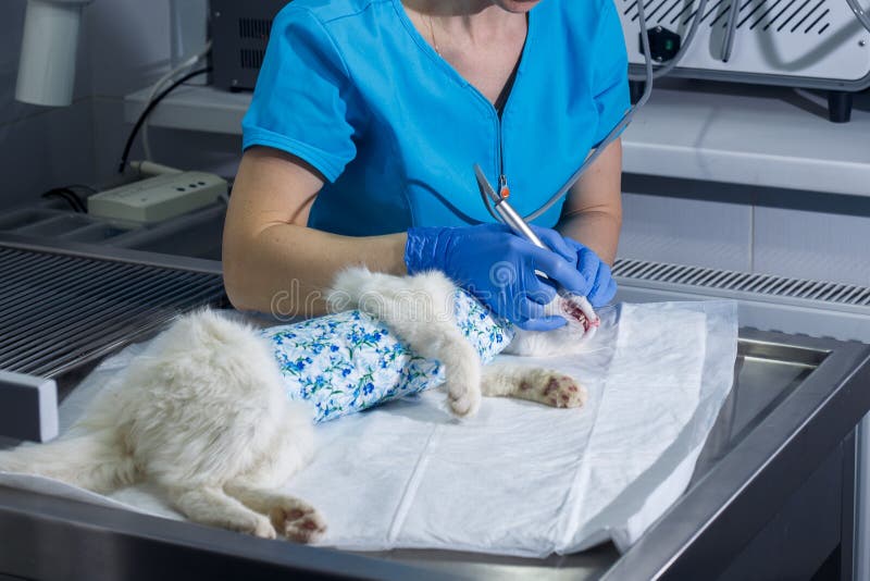 Cat teeth check stock photo. Image of feline, anesthetic - 80947470