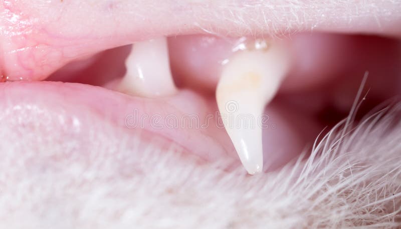 Cat Sharp Teeth Super Macro Stock Photos - Free & Royalty-Free Stock ...