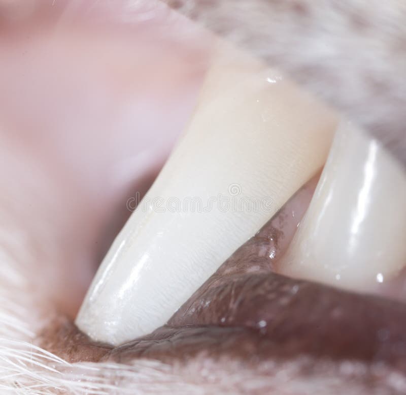 Cat teeth in nature. macro stock photo. Image of grey - 111193054