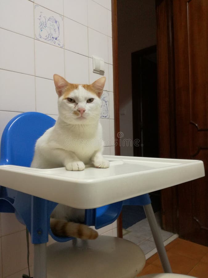 Cat think is a baby stock image. Image of think, chair - 93851721