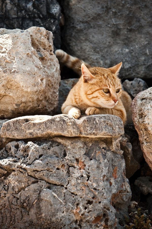 Cat thinking stock photo. Image of small, animal, domestic - 11721132