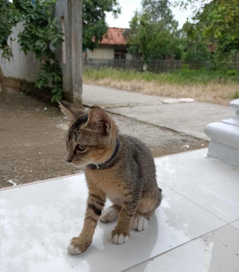 Cat is thinking stock photo. Image of thinking, animal - 242211926