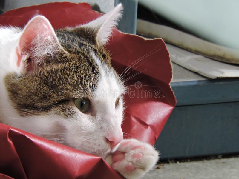 Cat Thinking stock image. Image of small, thinking, summer - 80844127