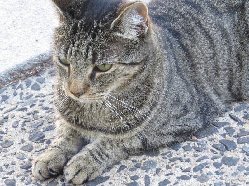 Cat thinking stock image. Image of outdoors, wildlife - 60687923