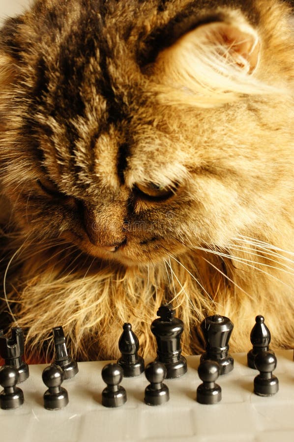 Cat thinking of next move stock image. Image of intellectual - 59675279